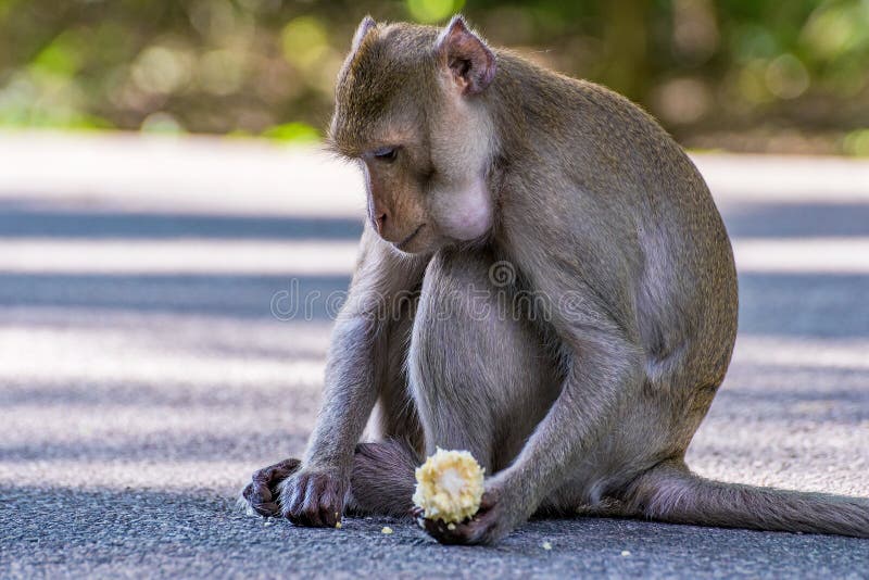 Monkey eating corn stock photo. Image of portrait, chimp - 146148188