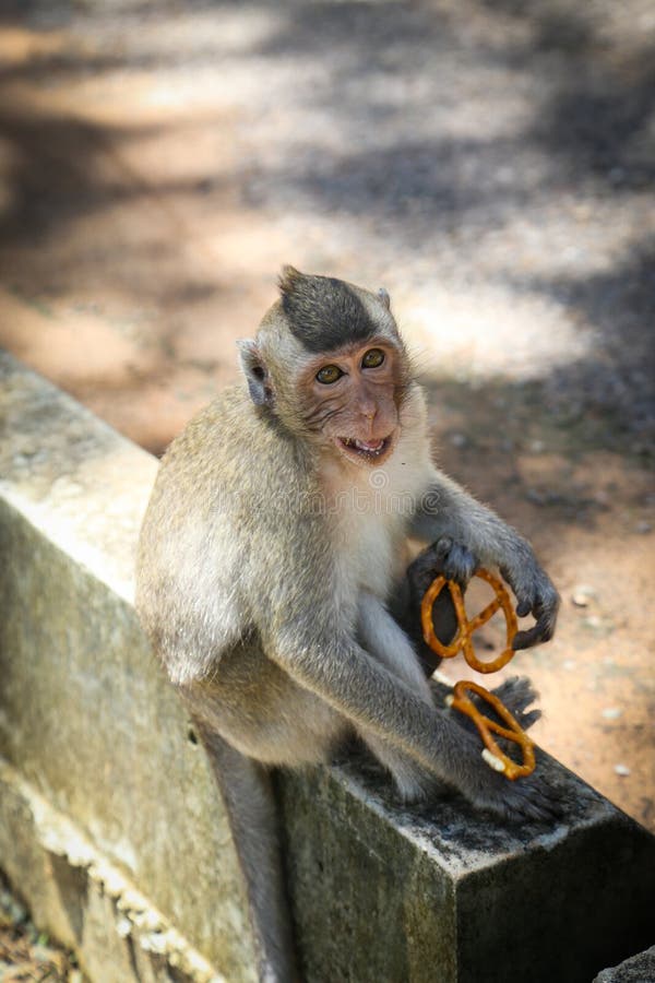 Monkey eating crackers stock image. Image of eating, monkey - 43181373