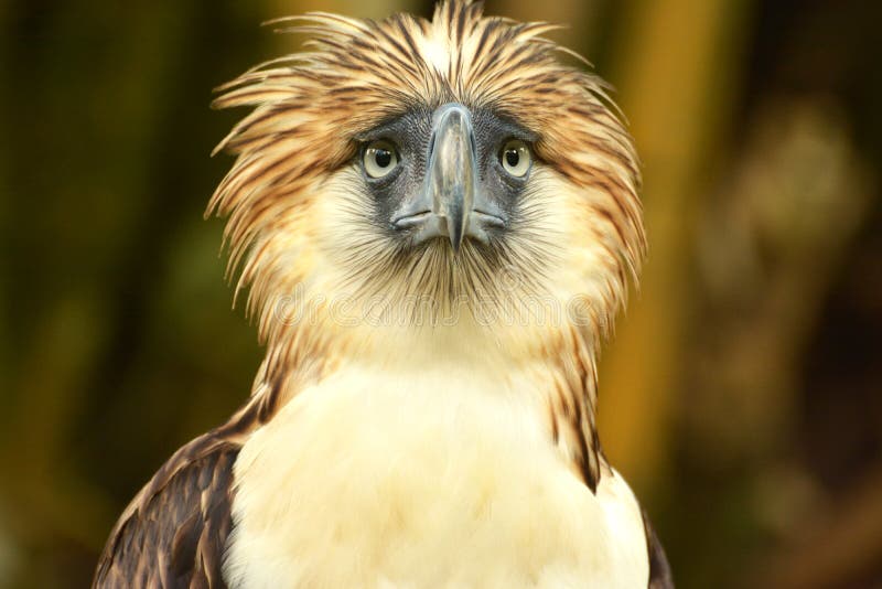 Monkey eating eagle. stock image. Image of fiercely, small - 49645485