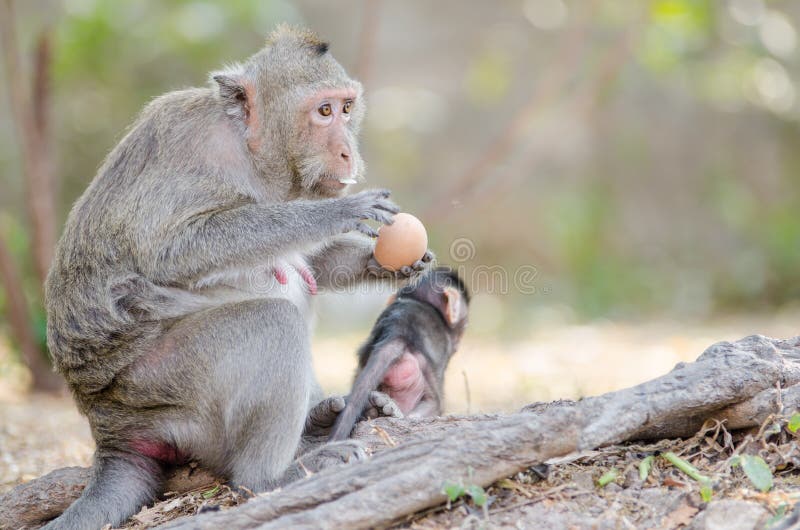 Monkey Eat Eggs Stock Photos - Free & Royalty-Free Stock Photos from ...