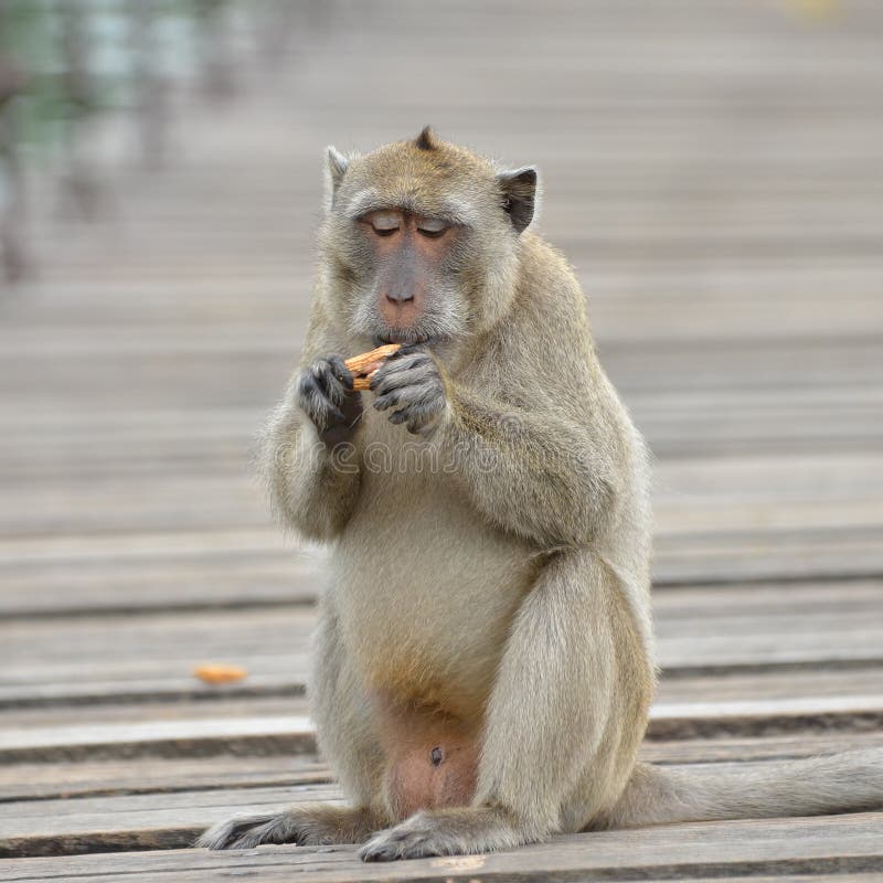 Monkey eating stock image. Image of khao, laziness, thinking - 57530213
