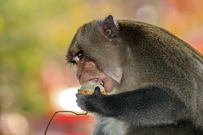 Monkey Eating Food, Monkey Face, Monkey Eyes. Stock Photo - Image of ...