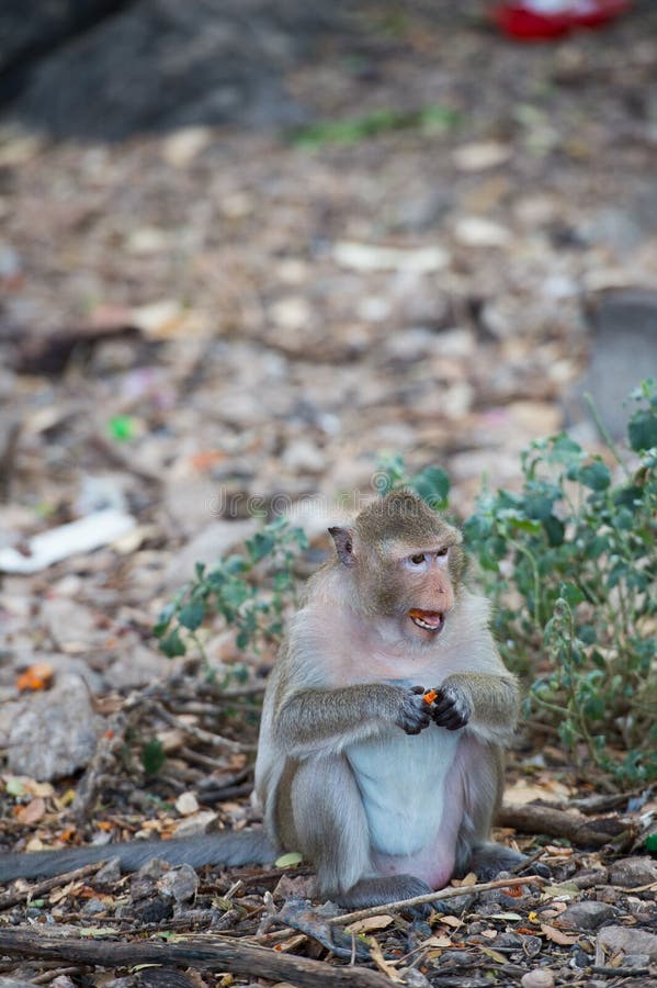 Monkey Eating Food on the Ground , Monkey Thailand Stock Image - Image ...