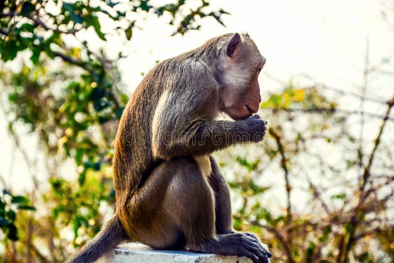 A Monkey is Eating Beans is on the Tree. Stock Photo - Image of monkey ...