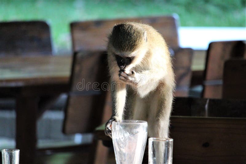 Monkey Eating Food on the Table Stock Image - Image of table, wildlife ...