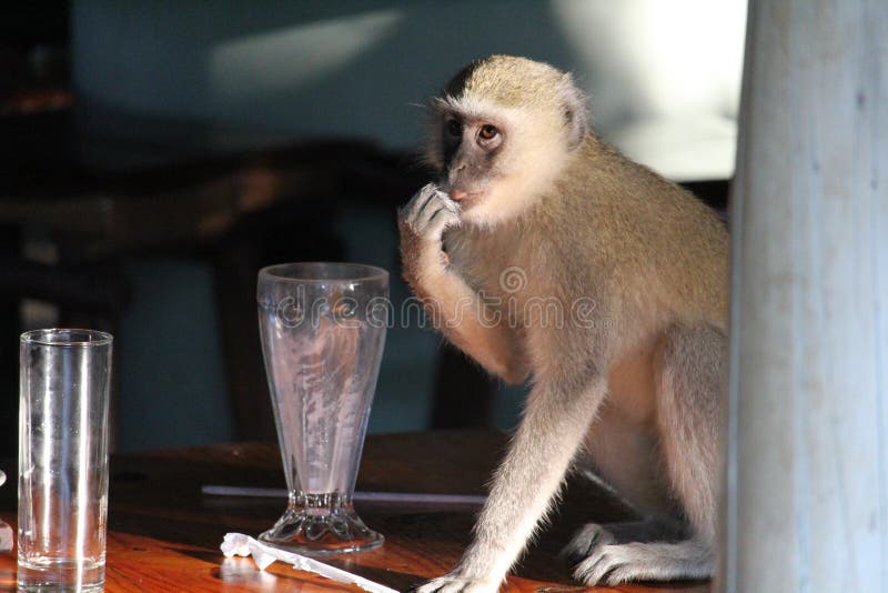 Monkey Eating Food on the Table Stock Photo - Image of wildlife, table ...