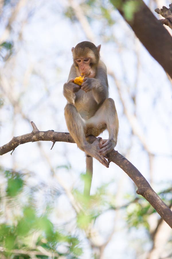 Monkey eating fruit stock photo. Image of child, bali - 50174112