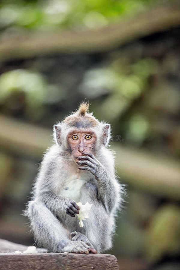 Monkey Eating Fruit in Bali Ubud Forest Stock Photo - Image of outdoor ...