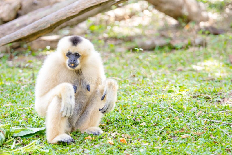 Monkey stock photo. Image of nature, rare, tree, environment - 47974508