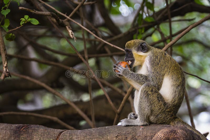 Monkey eating a fruit stock image. Image of vervet, eating - 84103507