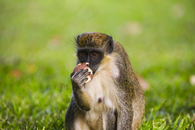 Monkey eating a fruit stock photo. Image of kololi, monkey - 84103516