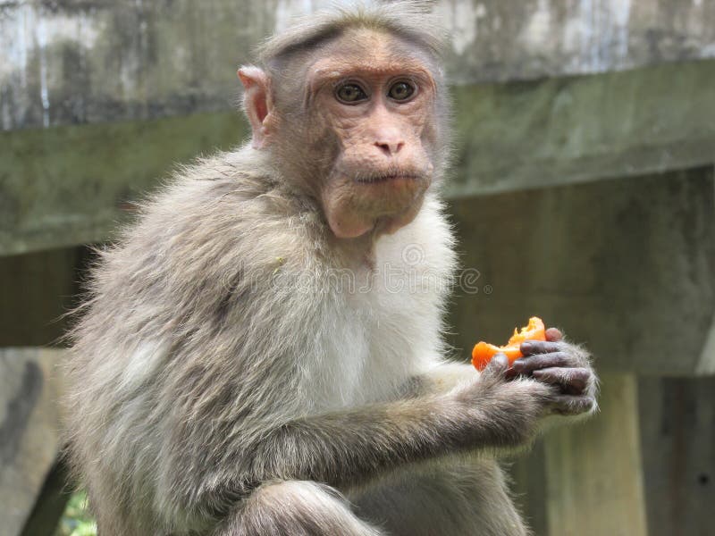 Monkey Eating Fruit Looking Nice Stock Image - Image of eating, looking ...