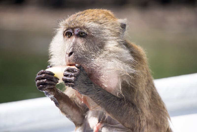 Monkey eating fruit stock photo. Image of mammal, jungle - 89958790