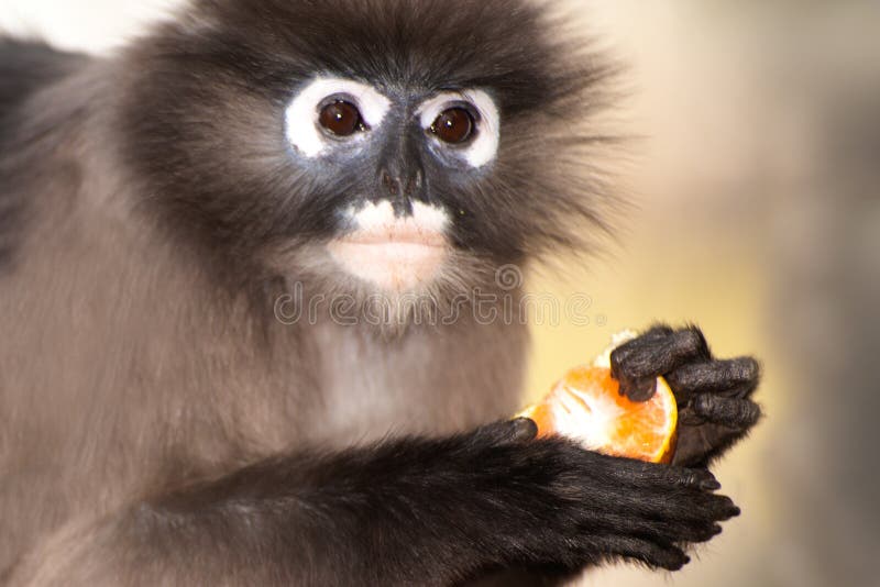 Monkey Eating Fruit ( Presbytis Obscura Reid ). Stock Image - Image of ...