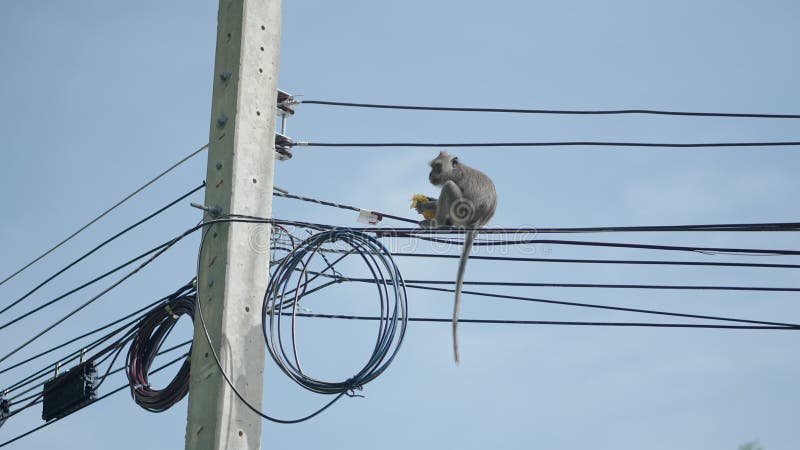 Monkey Eating Fruit while Sitting on Electric Wire of Utility Pole ...