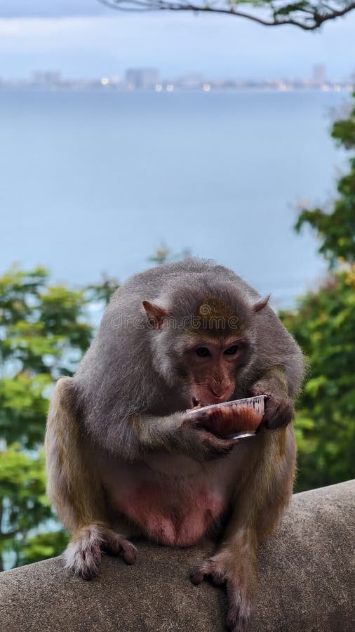 Monkey Eating Fruit while Sitting on a Stone Ledge with a Tropical ...