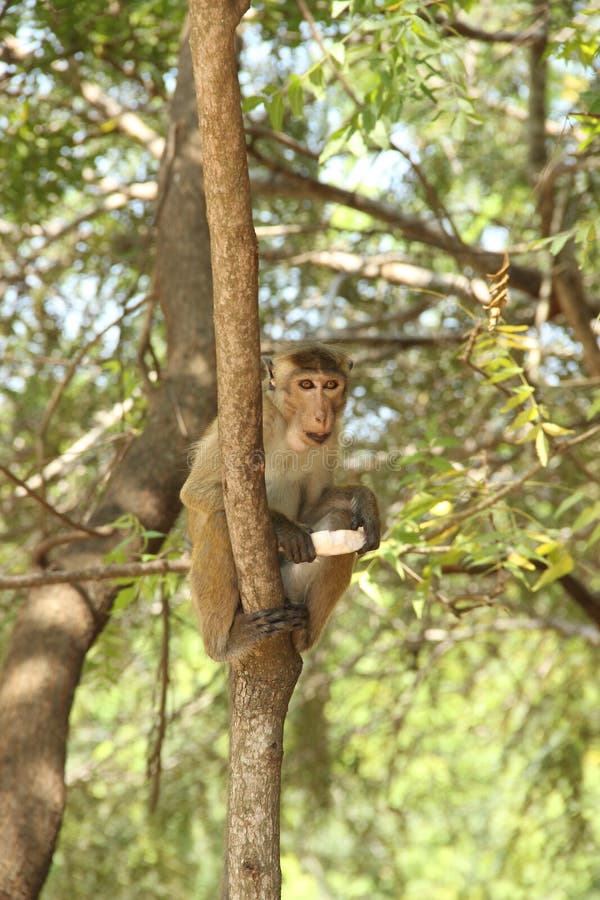 Monkey stock image. Image of friendly, zone, apes, animals - 91664517