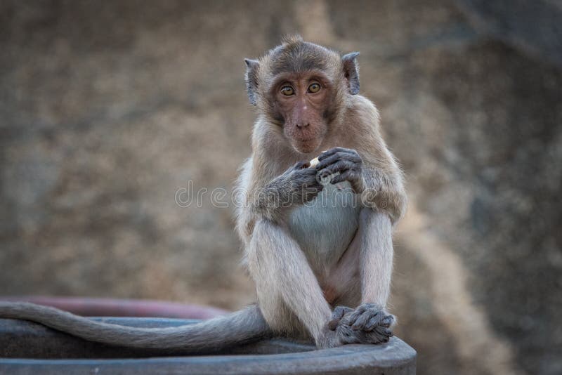 Monkey Eating a Fruit Snack Stock Image - Image of rhesus, mammal: 73453395