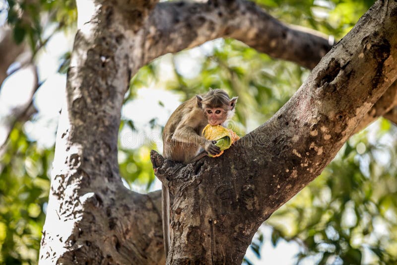 Monkey Eating Mango Tree Stock Photos - Free & Royalty-Free Stock ...