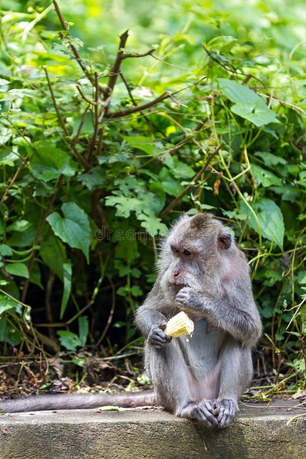 Monkey Eating Fruit in Ubud Forest, Bali Stock Photo - Image of wild ...