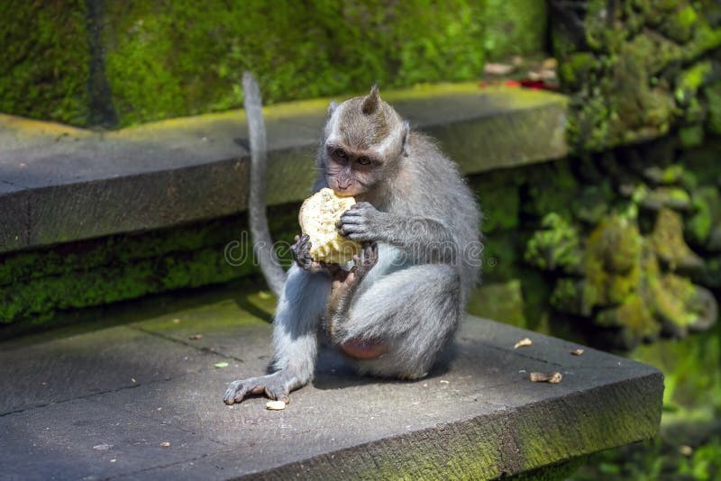 Monkey Eating Fruit in Ubud Forest, Bali Stock Image - Image of eating ...