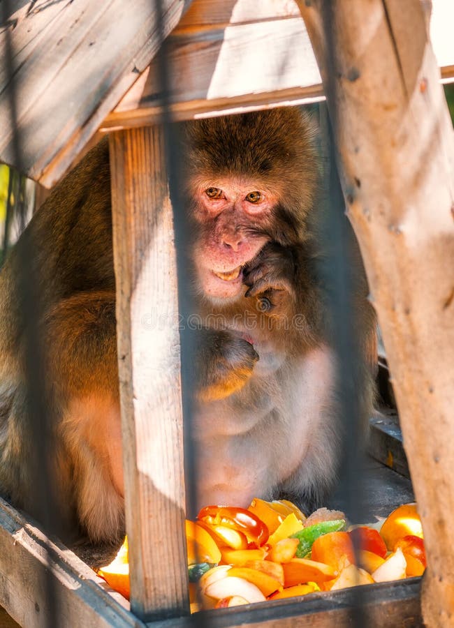 Monkey Eating Fruit Stock Images - Download 3,185 Royalty Free Photos