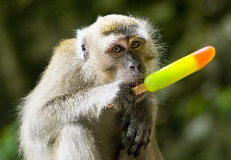 Monkey eating ice cream stock image. Image of banana - 21636473
