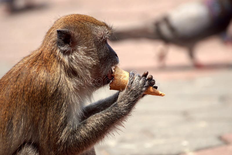 A Monkey Eating an Ice Cream Stock Image - Image of eating, animal ...