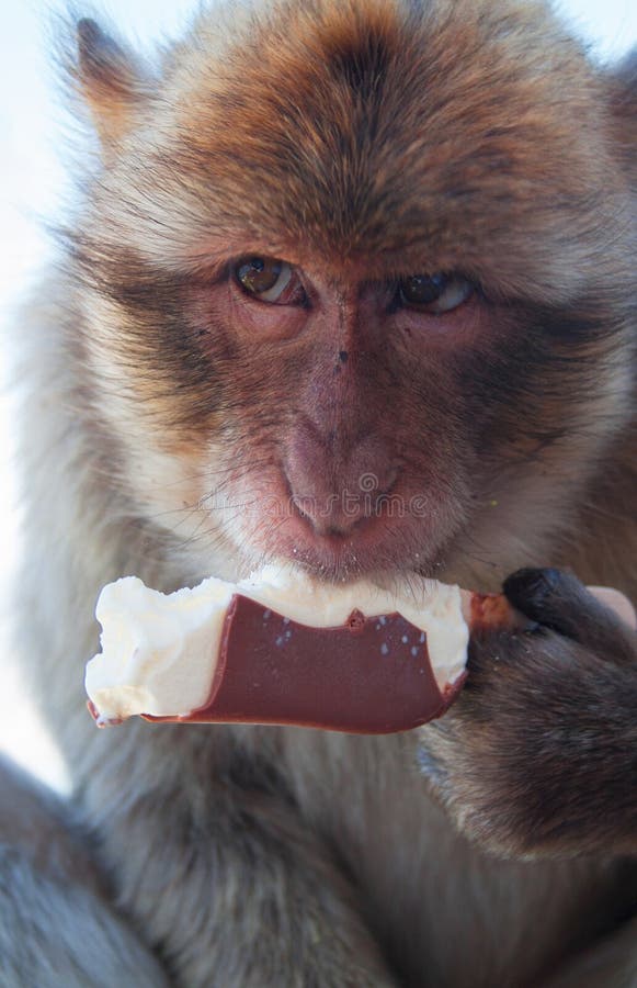 Monkey Eating Ice-Cream stock photo. Image of wild, destination - 24457078