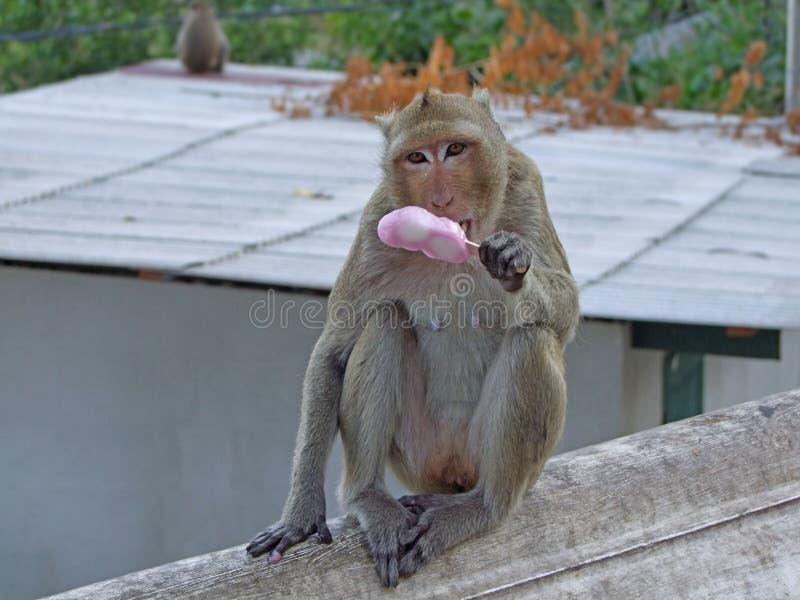 Monkey eating ice cream stock photo. Image of monkey - 90406270