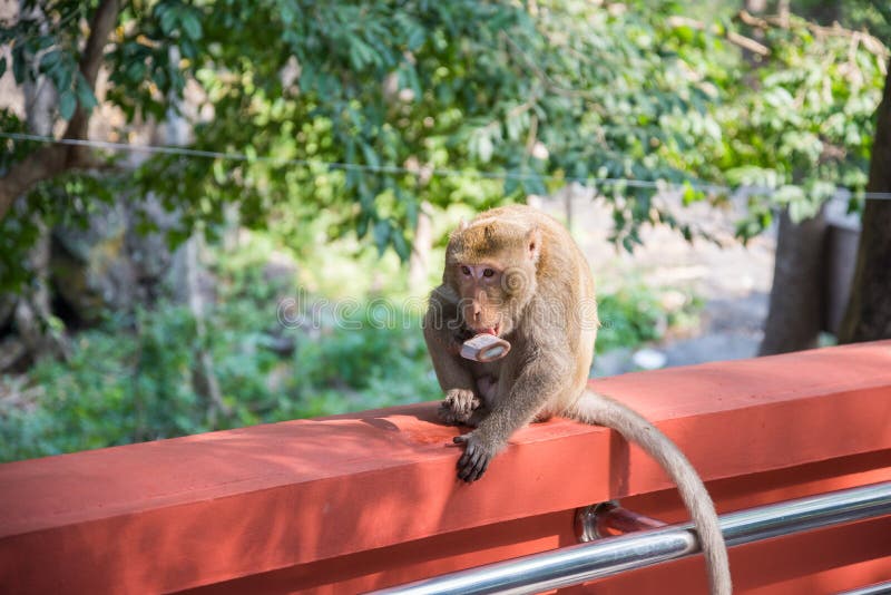 Monkey eating ice cream stock image. Image of wildlife - 40655385