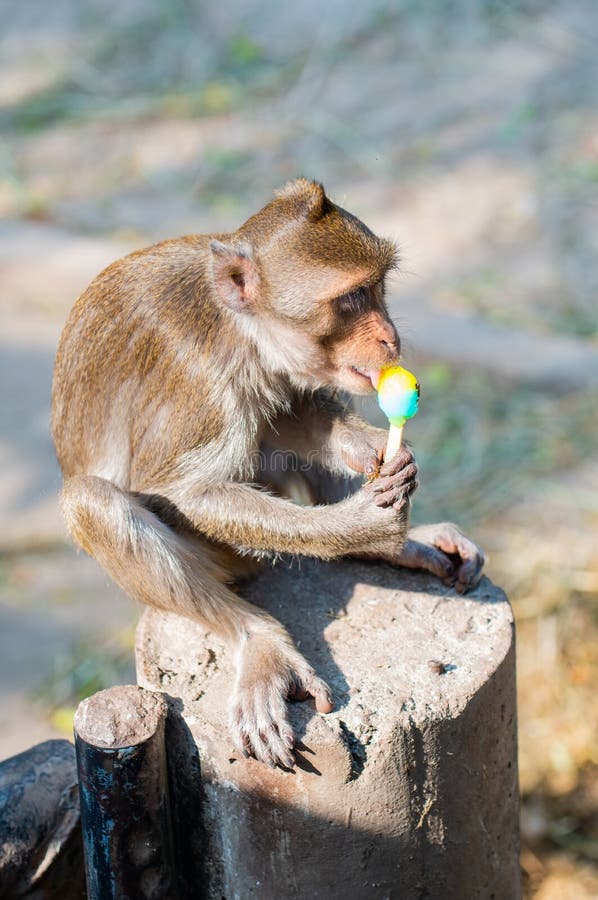 A Monkey is Eating Ice Cream Editorial Photo - Image of sitting ...
