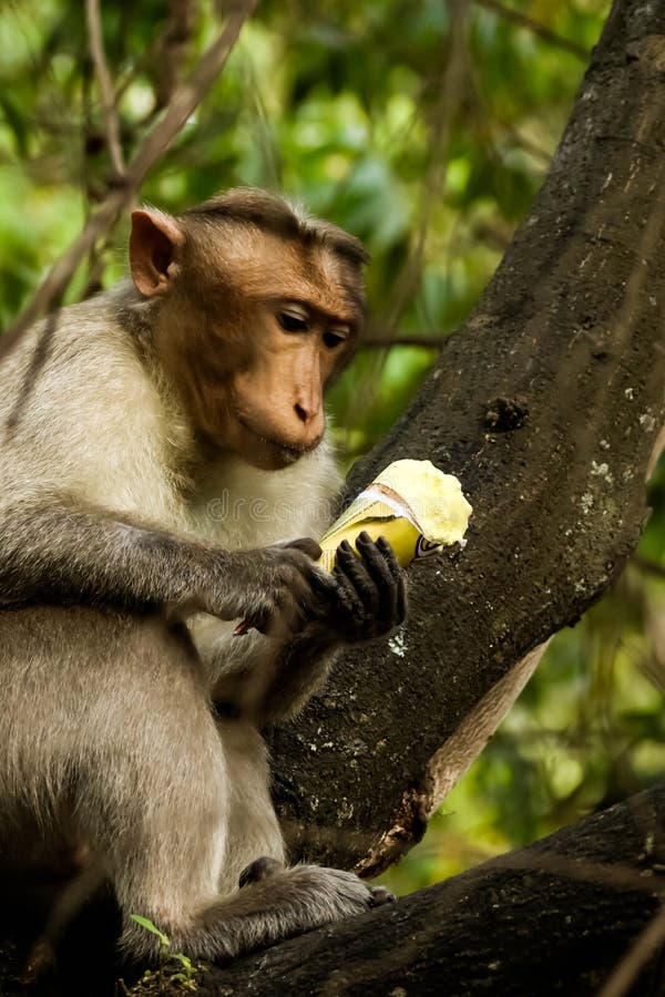 Monkey Eating Ice-cream on the Tree in a Tropical Rainforest. Stock ...