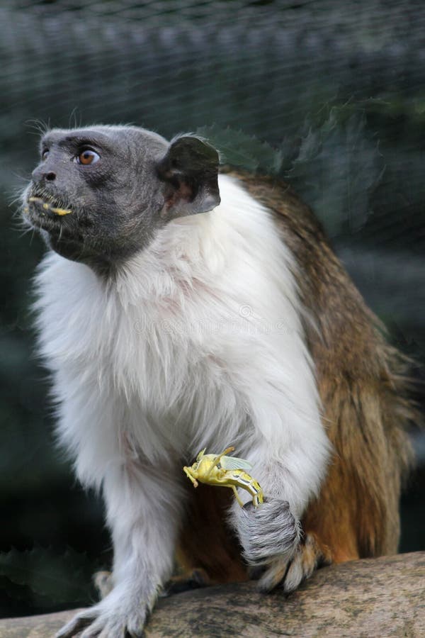 Monkey eating an insect stock photo. Image of monkey - 249817896