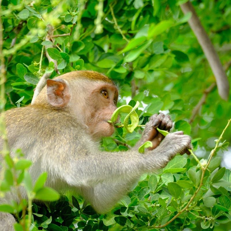 Monkey Sniffing Stock Photos - Free & Royalty-Free Stock Photos from ...