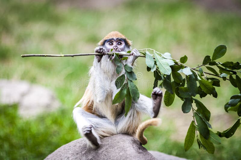 Monkey Eating Leaves on Branch Sitting on Stone Stock Image - Image of ...