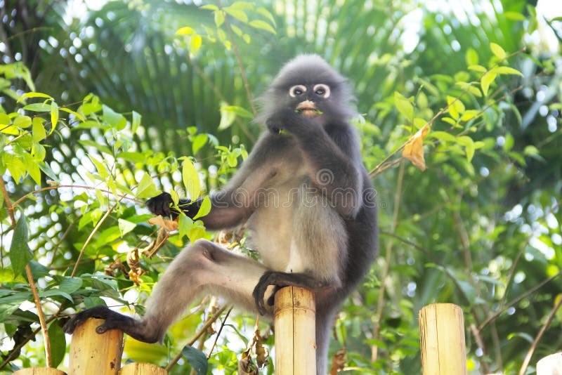 Monkey eating leaves stock photo. Image of holding, eating - 42045120