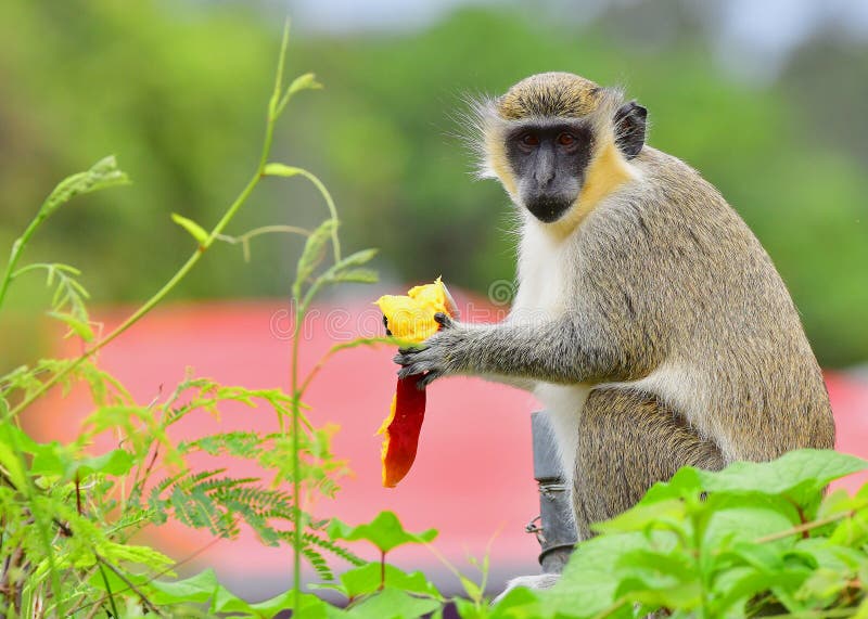 Monkey eating a Mango stock image. Image of monkey, eating - 178233403