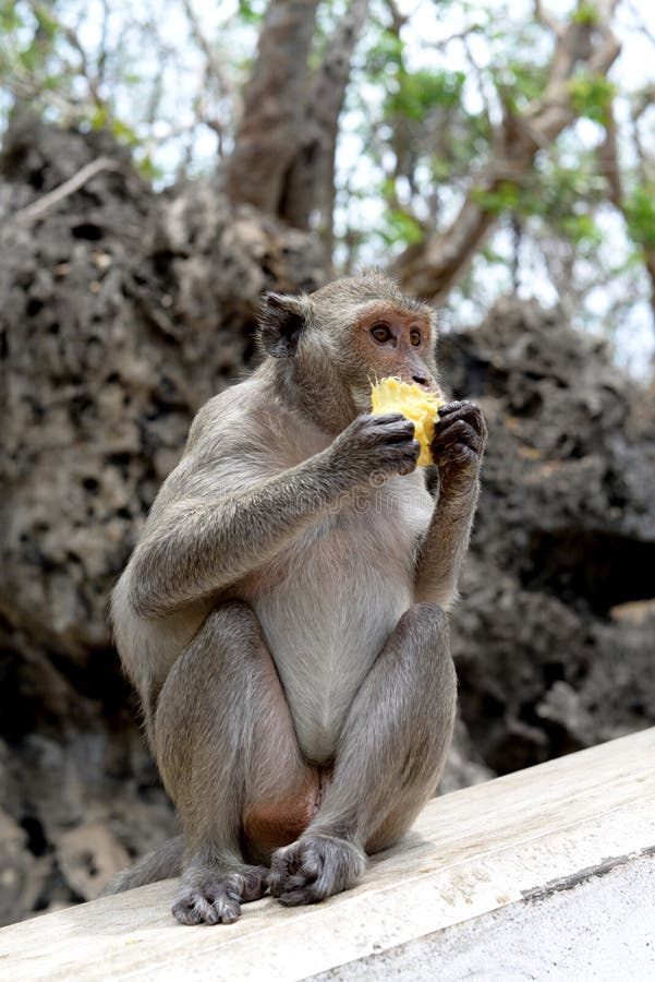 Small Monkey Eating A Mango Stock Photo - Image of eating, sitting ...
