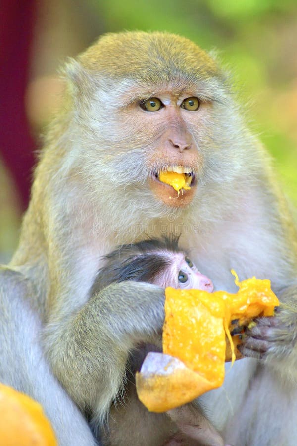 Monkey eating stock photo. Image of apes, monkeys, monkey - 91865936