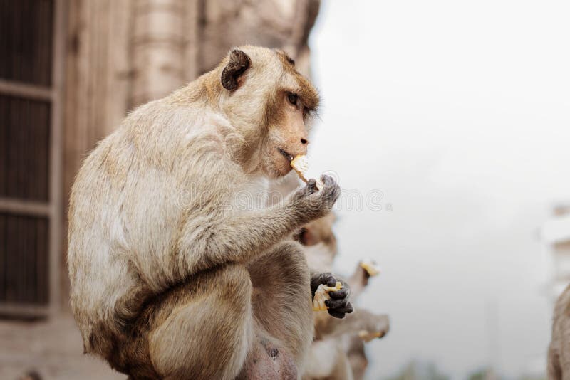 Monkey are eating. stock image. Image of macaque, asia - 118128061