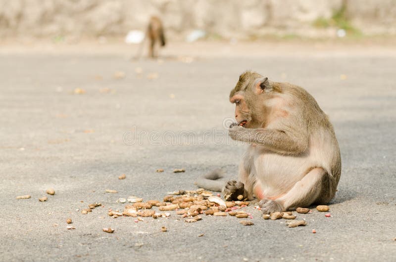Monkeys eating nuts. stock image. Image of tree, animals - 93285745