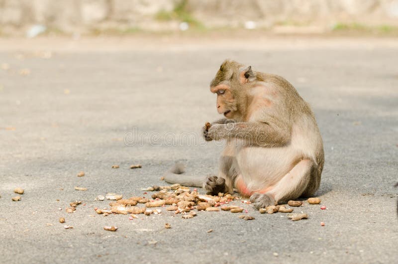 Monkey eating nut stock image. Image of family, wildlife - 95223525