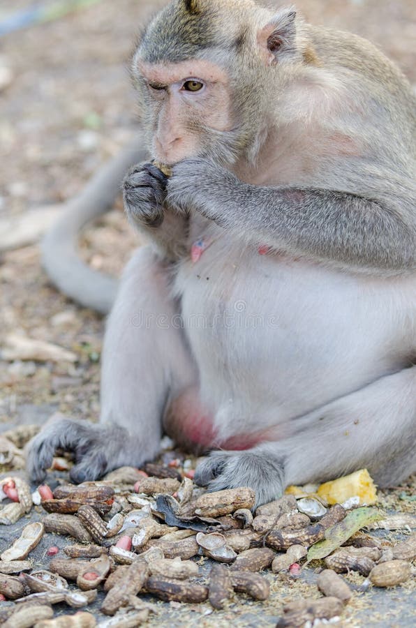 Monkey eating nut stock image. Image of wild, thailand - 95223595