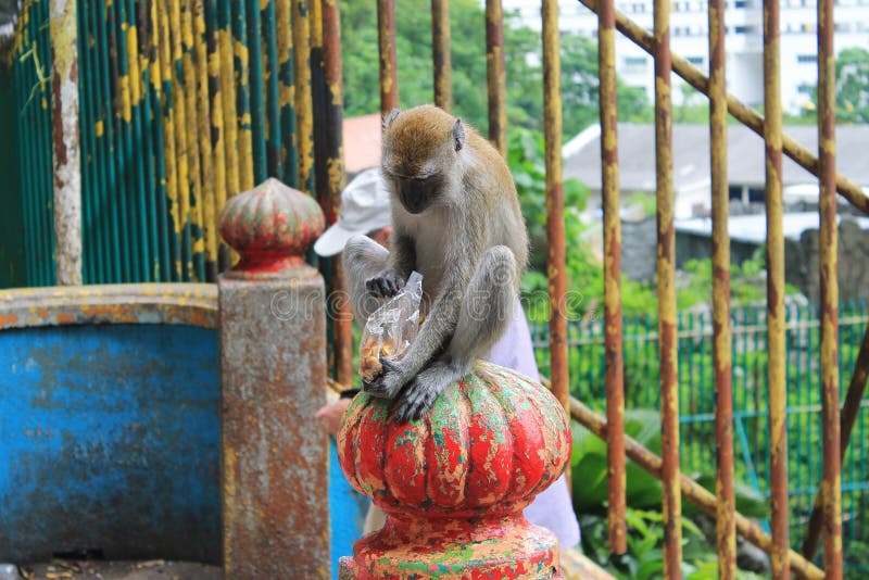Monkey nuts stock image. Image of snack, shells, nuts, shell - 99619