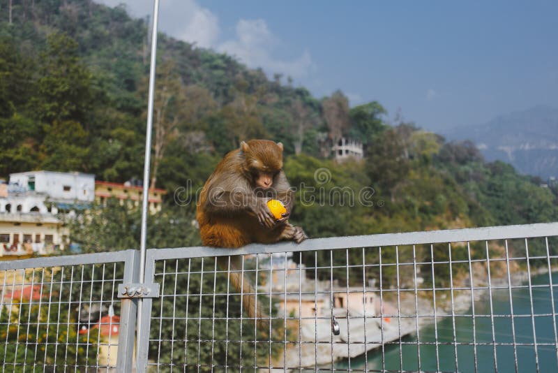 Monkey on Rishikesh Lakshman Jhula Bridge, India Editorial Stock Image ...