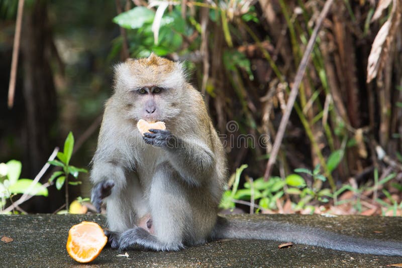 Monkey eating orange stock image. Image of sadness, bokeh - 64805993