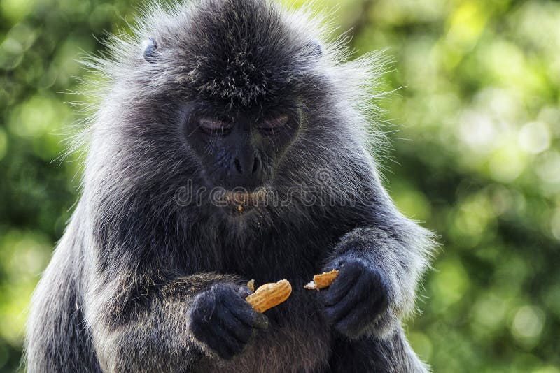 Monkey eating peanut stock image. Image of life, wildlife - 7655421