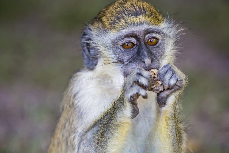 Monkey eating a peanut stock photo. Image of africa, west - 84956702