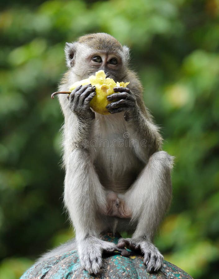 Monkey Eating a Pear stock image. Image of flora, natural - 28214839